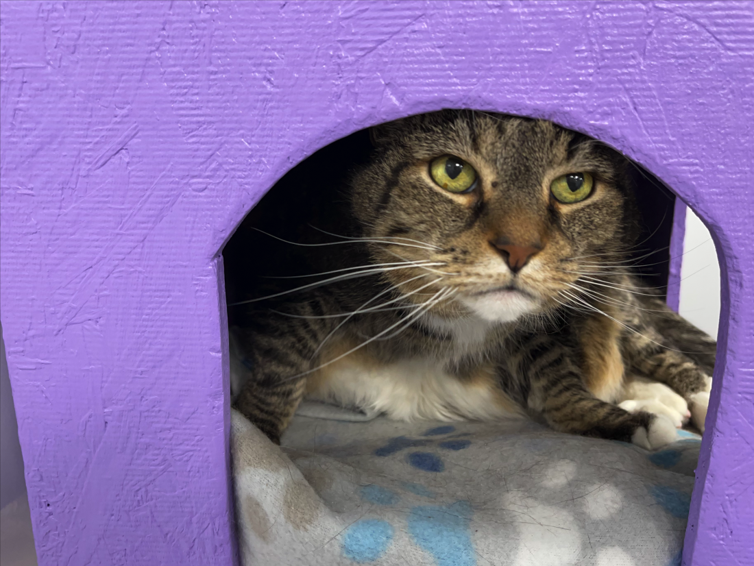 LAPS moves into a new home | News, Sports, Jobs - Williamsport Sun-Gazette